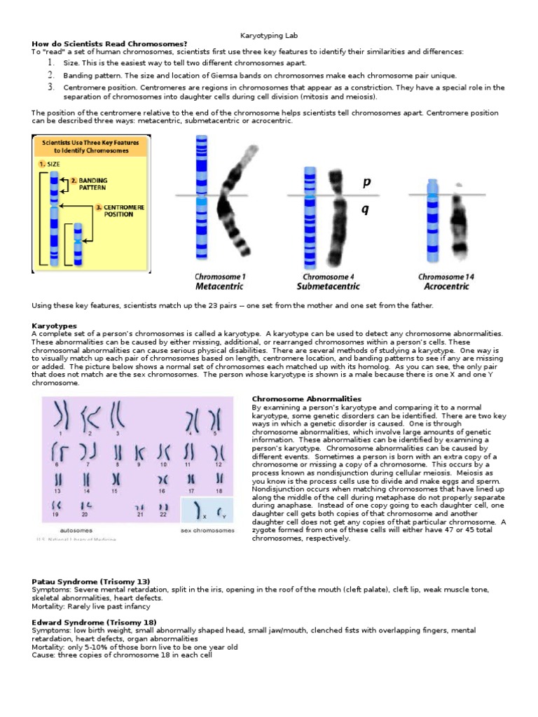 Karyotyping Virtual Lab Plus | PDF | Karyotype | Chromosome