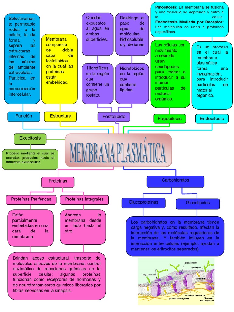 Mapa Conceptual Del Tema Membrana Plasmatica PDF | PDF | Membrana celular | Biología Celular