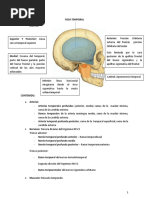 Anatomía de la Fosa Temporal | PDF | Cráneo | Cabeza y cuello humanos