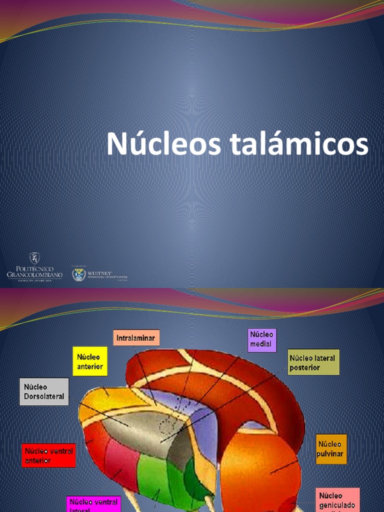 Ova Núcleos Talámicos - PPSX | PDF