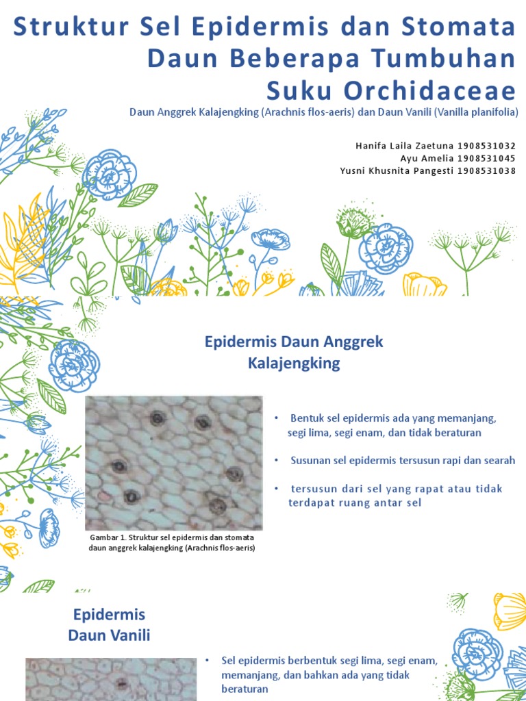 Struktur Sel dan Stomata Daun Monokotil | PDF