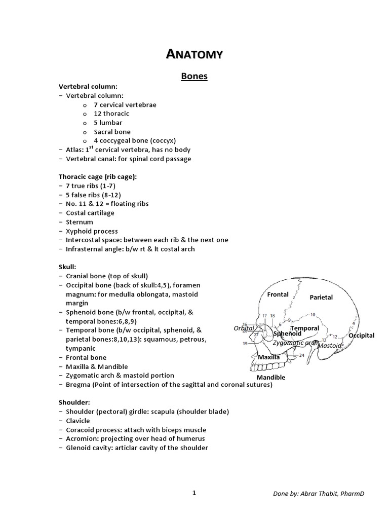 Anatomy Review for FPGEE Exam | PDF | Heart Valve | Aorta