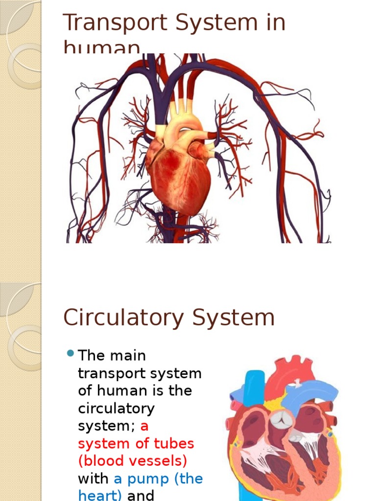Transport System in Human | Download Free PDF | Heart | Circulatory System
