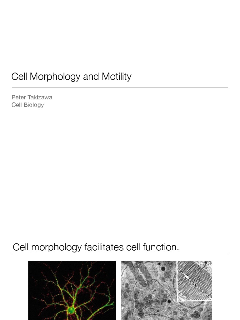 Cell Morphology and Motility Insights | PDF | Actin | Microtubule