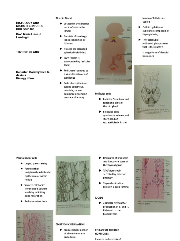Thyroid Brochure | PDF | Thyroid | Thyroid Stimulating Hormone