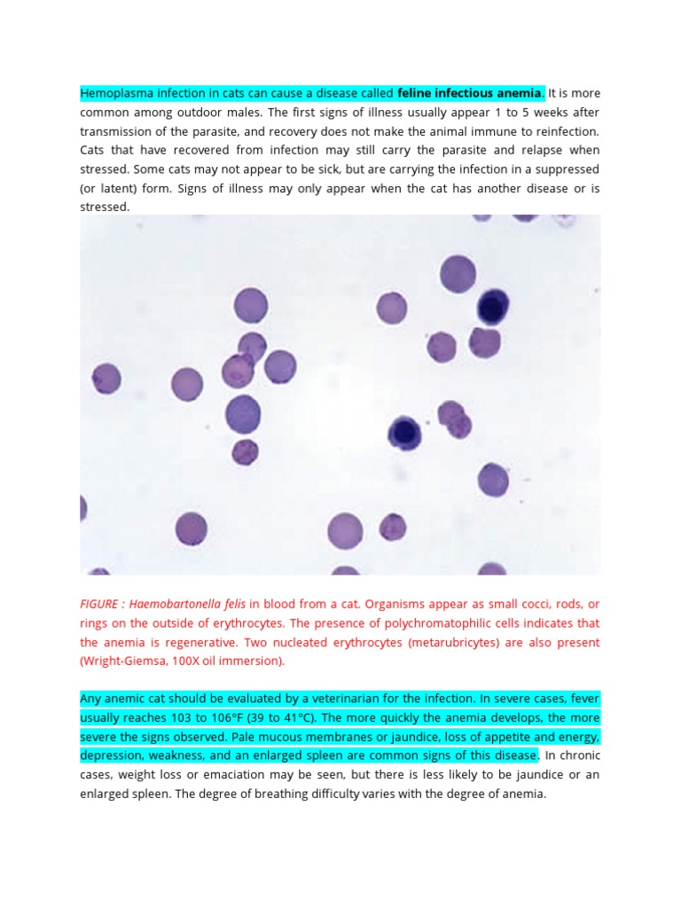 FIGURE: Haemobartonella Felis in Blood From A Cat. Organisms Appear As ...