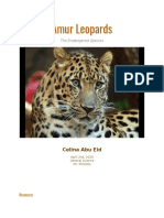 Endangered Amur Leopards | PDF
