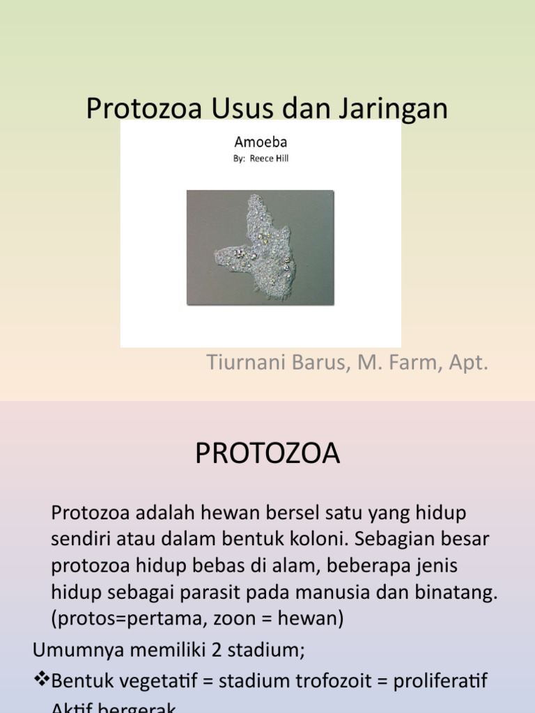 Protozoa Usus | PDF