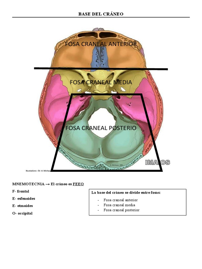 Anatomía de la Base del Cráneo: Fosasa y Estructuras | PDF