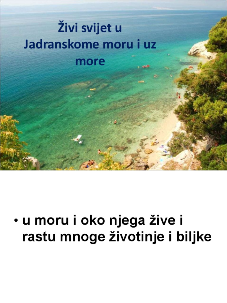Zivi Svijet U Jadranskome Moru I Uz More | PDF