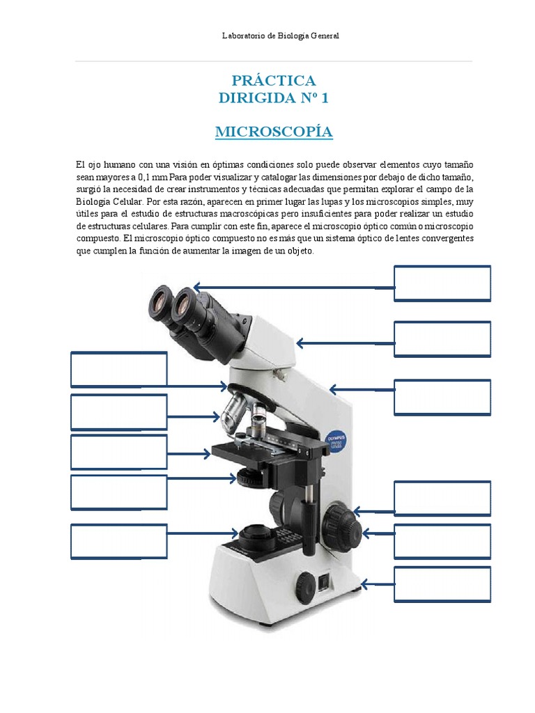 Tarea Biologia PDF | PDF | Microscópio electrónico escaneando | Óptica
