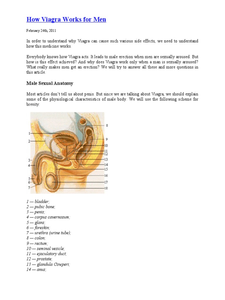 How Viagra Works For Men: Male Sexual Anatomy | PDF | Artery | Animal ...