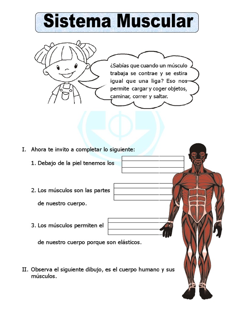 Ficha de Sistema Muscular para Primaria | PDF | Historia