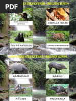 Mapa de La Selva Peruana | PDF