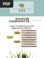 Clase 9 División Charophyta | PDF | Tallo de la planta | Biología Celular)
