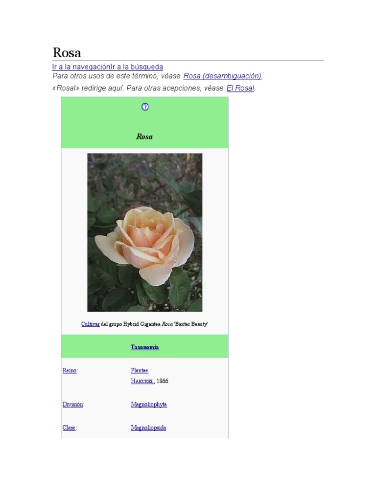 Rosa | Descargar gratis PDF | Rosa | Plantas