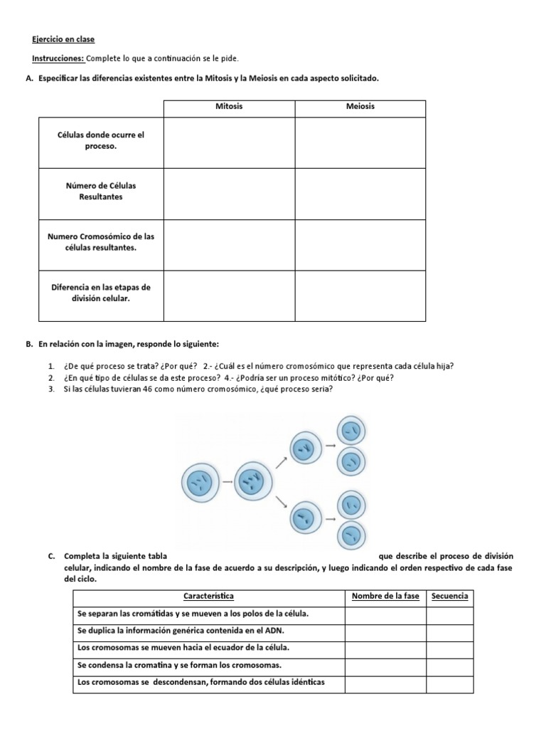 Hoja De Trabajo De Meiosis Y Mitosis