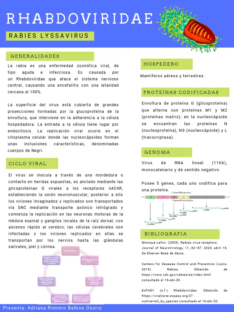 Virus de la rabia: características y transmisión | PDF | Rabia | Virus