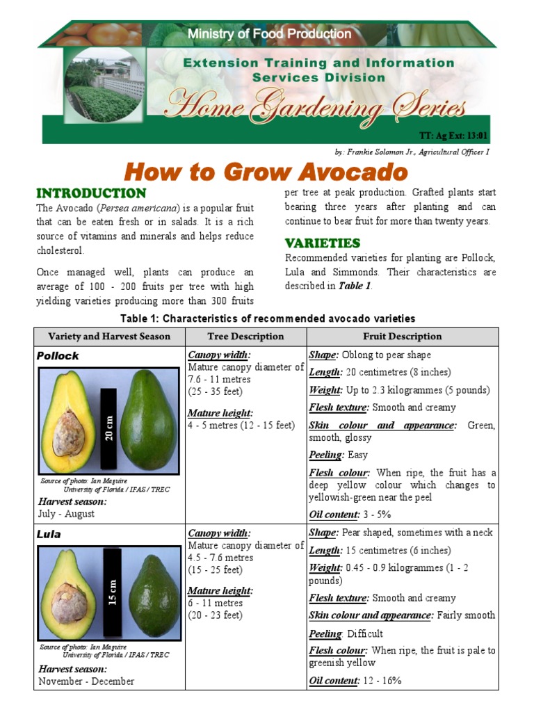 How To Grow Avocado: Table 1: Characteristics of Recommended Avocado ...