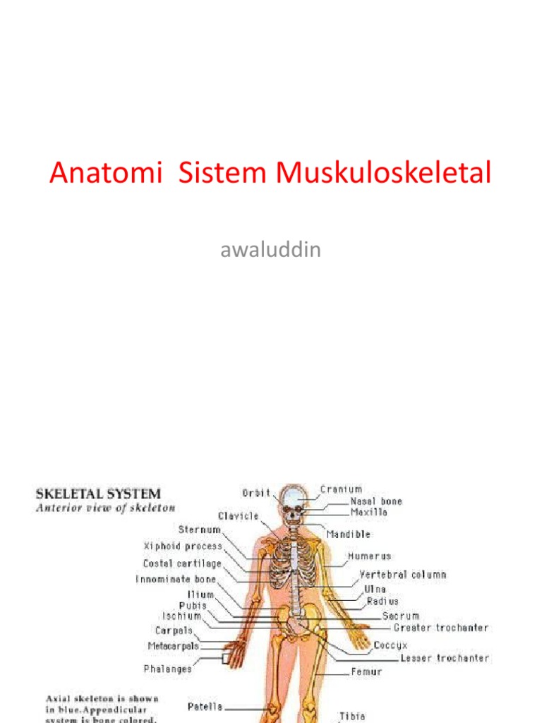 Anatomi Sistem Muskuloskeletal Lengkap | PDF