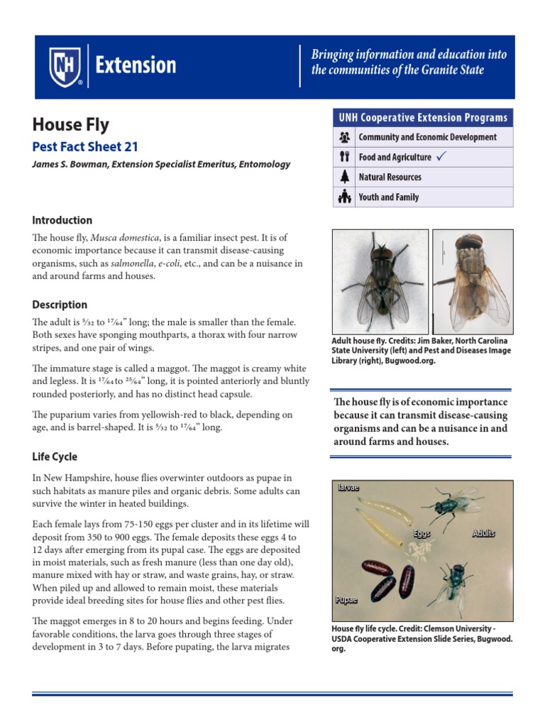 The House Fly: A Fact Sheet on Identification, Life Cycle, and ...