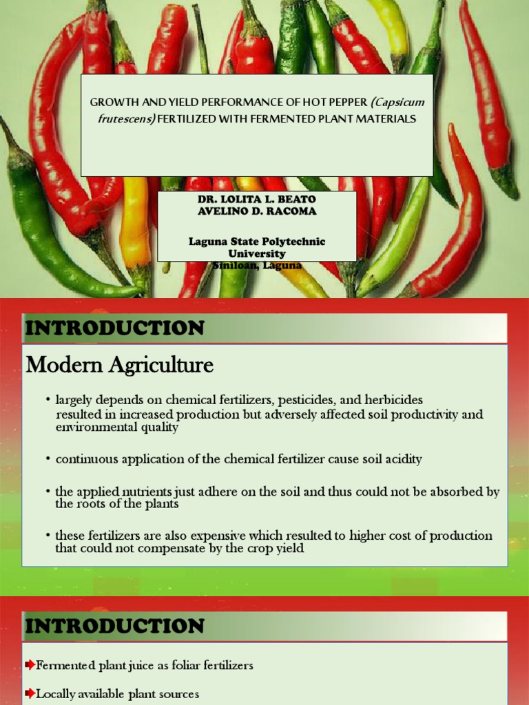 Hot Pepper Growth with Fermented Fertilizers | PDF | Capsicum | Fertilizer