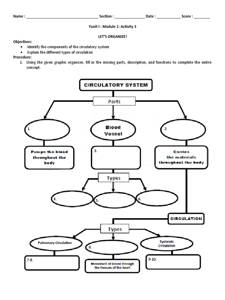Grade 9 Circulatory System Organizer | PDF