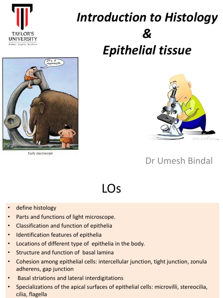 Introduction To Histology and Epithelium Tissue | PDF | Epithelium ...