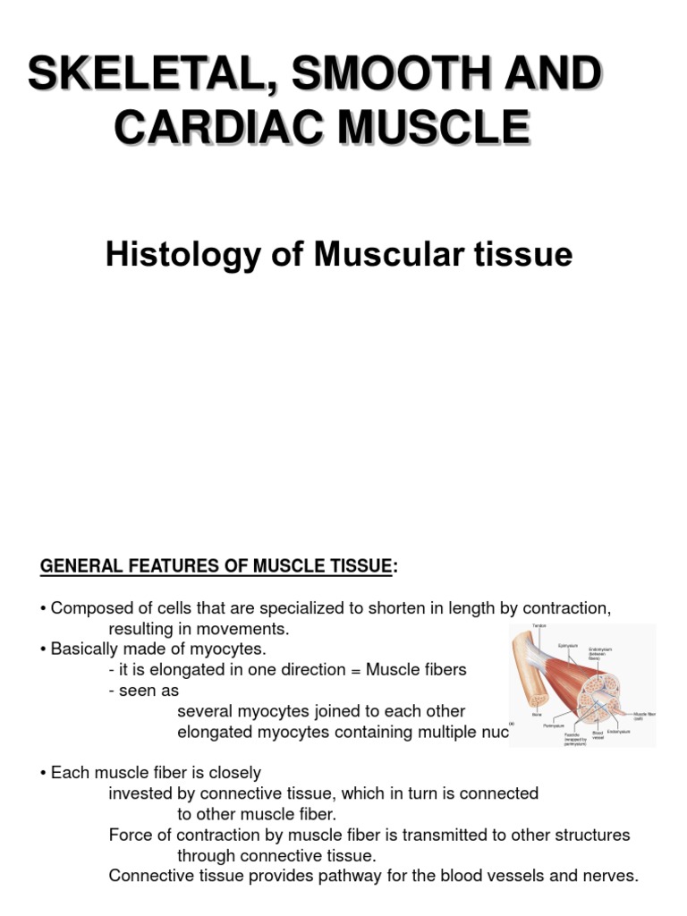 Muscle Tissue - Histology | PDF | Myocyte | Skeletal Muscle