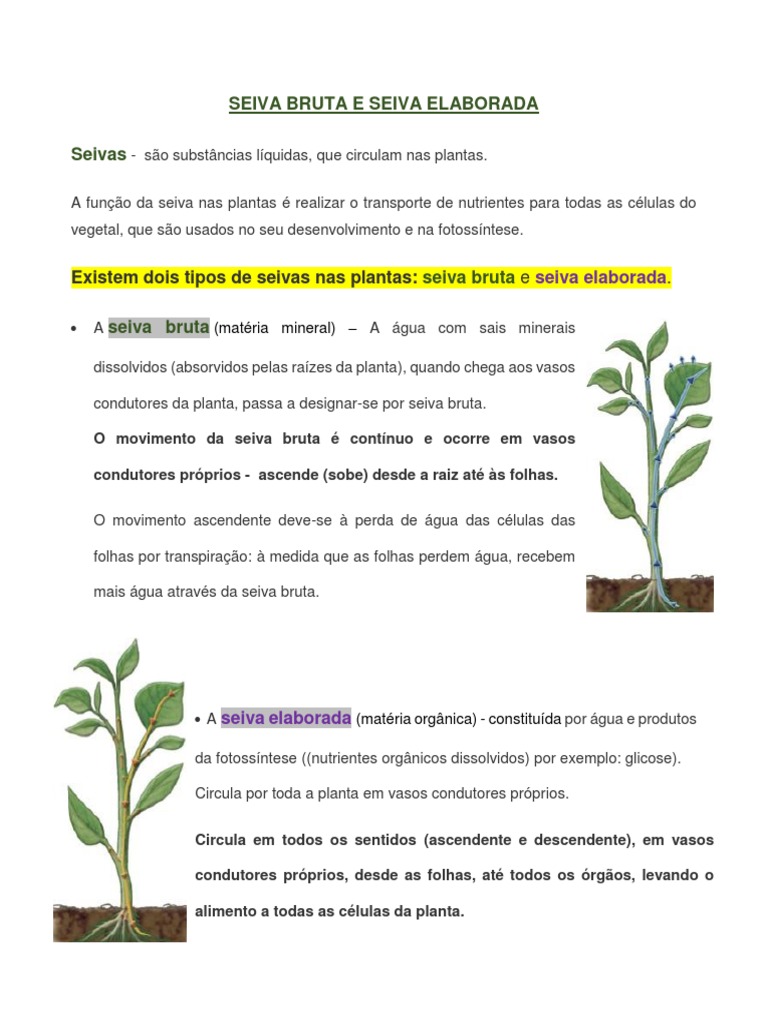 SEIVA BRUTA E SEIVA ELABORADA-resumo | PDF
