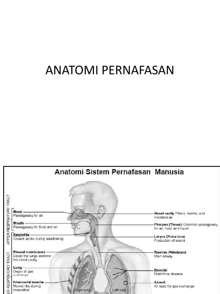 Anatomi Pernafasan | PDF