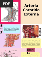 Arterias Faríngea y Occipital | PDF | Artería | Sistema cardiovascular