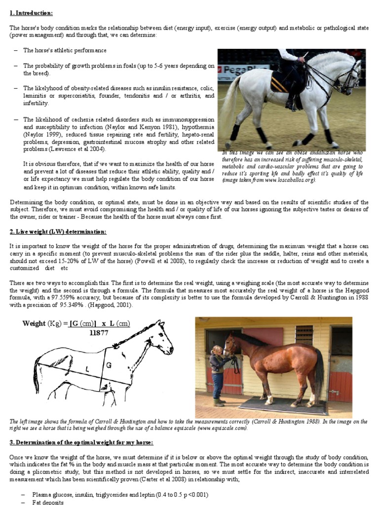 Equine Body Condition Scoring | PDF | Vertebra | Vertebral Column