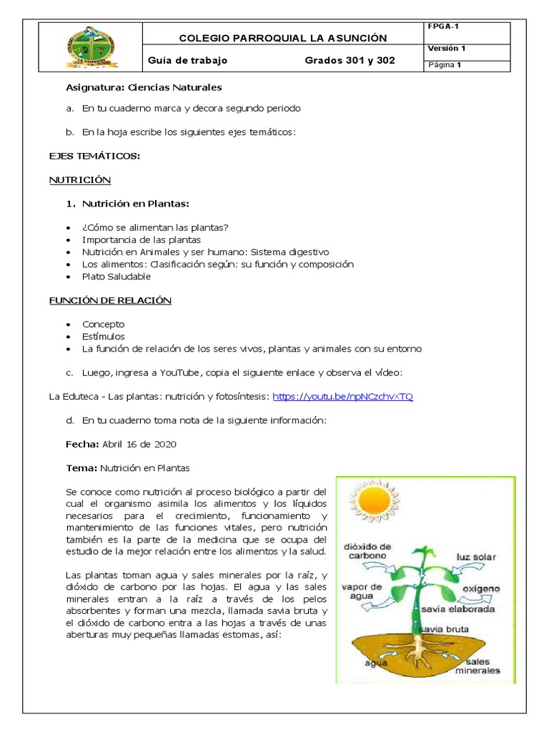 CIencias Naturales Clase Ab. 17 | PDF | Plantas | Nutrición