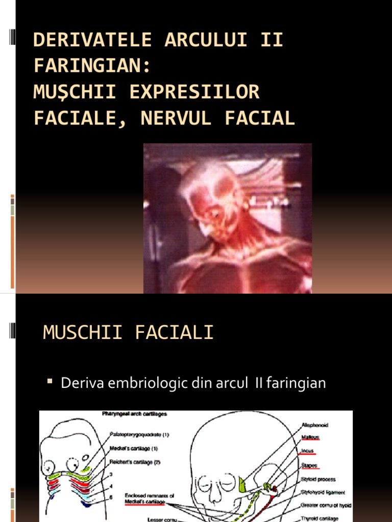 Muschii Mimicii Nervul Facial | PDF
