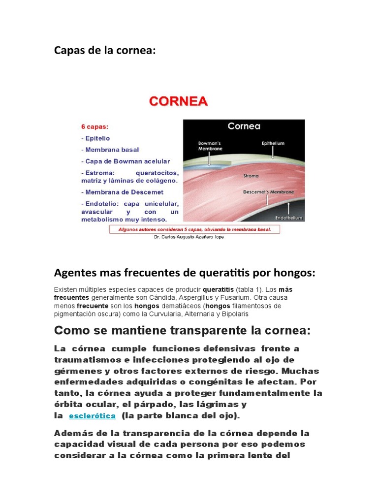 Capas de La Cornea | PDF | Ojo humano | Córnea