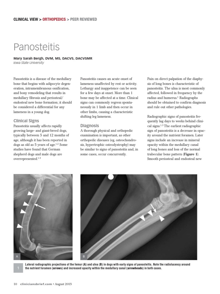CV Panosteitis | PDF | Musculoskeletal System | Medicine