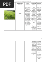 Ficha Técnica Del Pasto Guinea (Panicum Máximum Cv. Guinea Común) | PDF