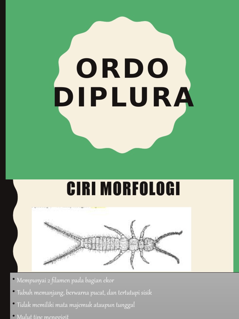 Diplura | PDF | Griya & Taman