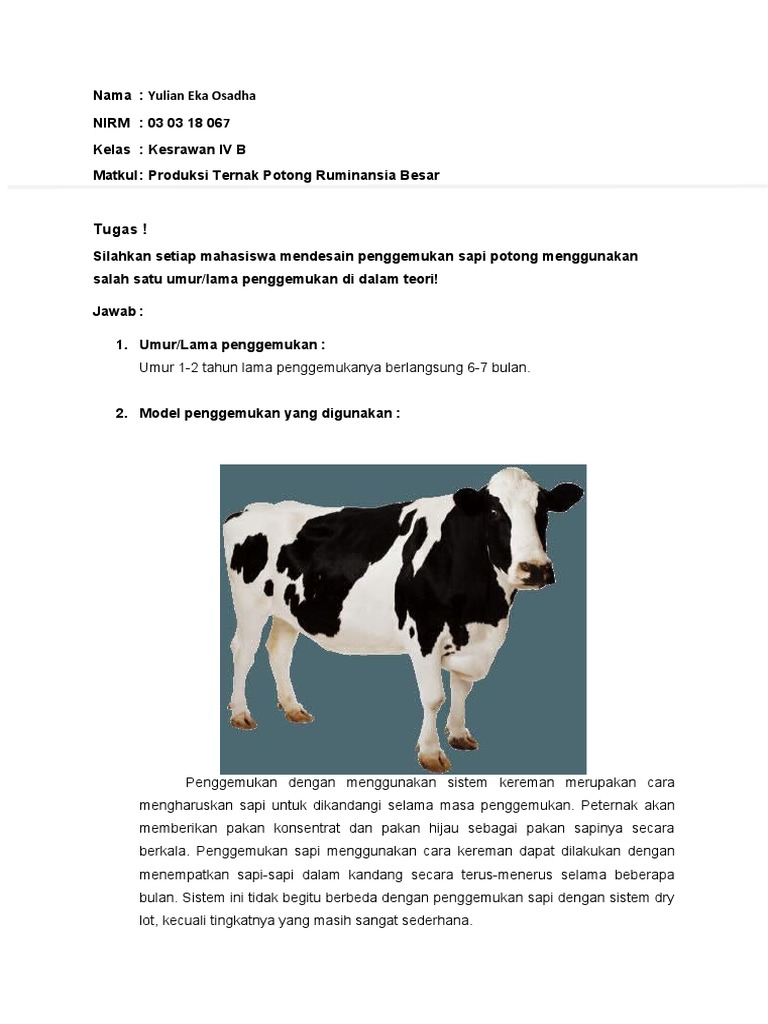 Yulian Eka Osadha - Tugas Sapi Potong | PDF