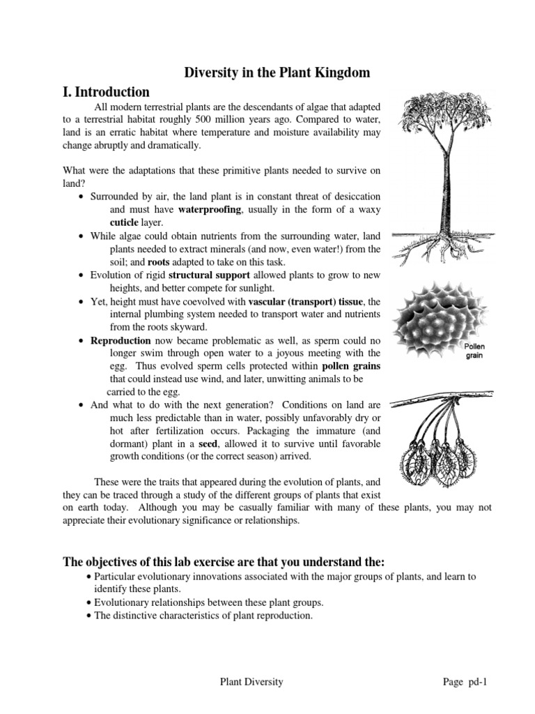 Diversity in The Plant Kingdom | PDF | Pinophyta | Plants
