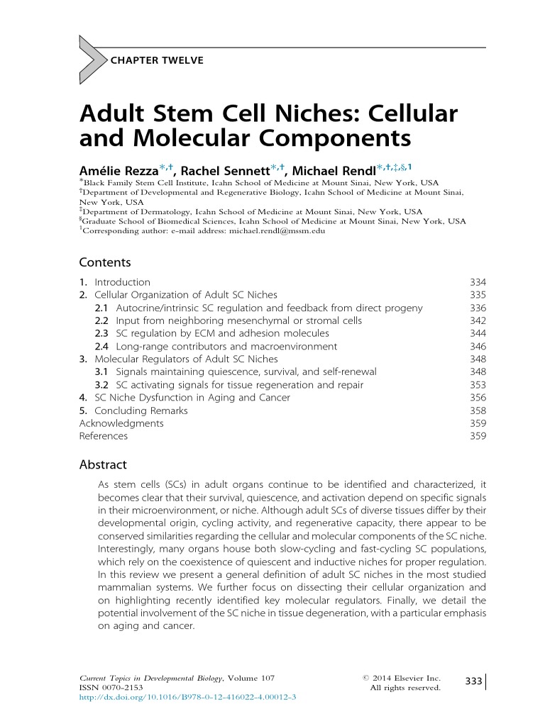 Adult Stem Cell Niches Overview | PDF | Hematopoietic Stem Cell ...