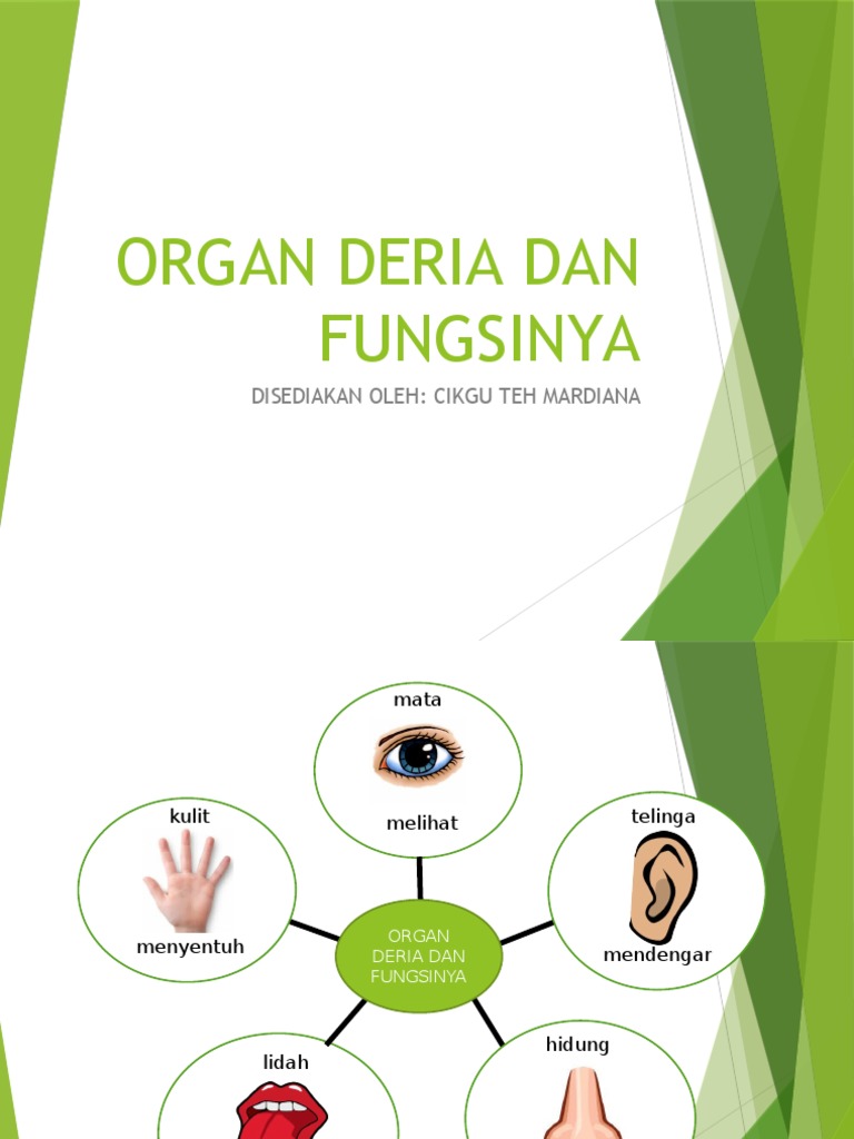 Organ Deria Dan Fungsinya | PDF