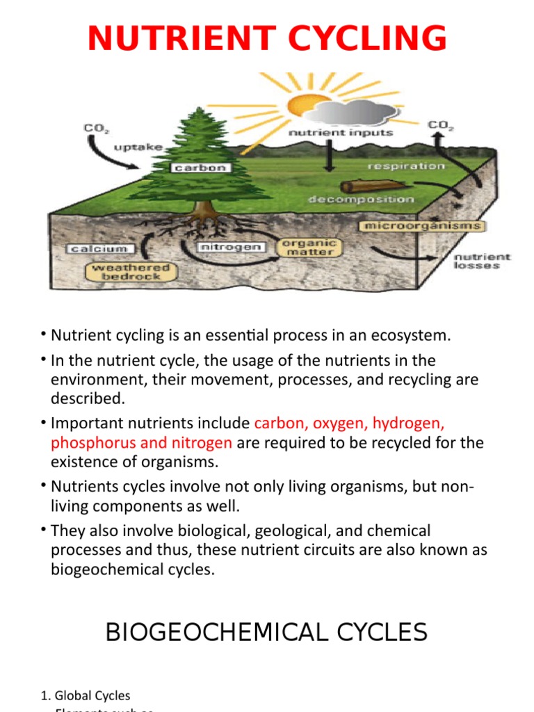 Nutrient Cycling | PDF | Carbon Cycle | Soil