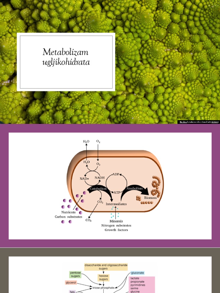 KBH II, Metabolizam Ugljikohidata - Glikoliza PDF | PDF