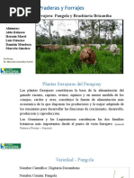 Ficha Técnica Del Pasto Guinea (Panicum Máximum Cv. Guinea Común) | PDF