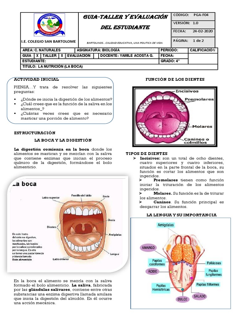 (La Boca) PDF | PDF | Digestión | Gastroenterología