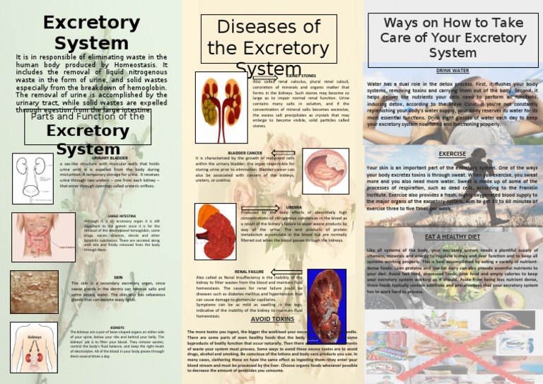 Sample Brochure 2 | PDF | Kidney | Urine