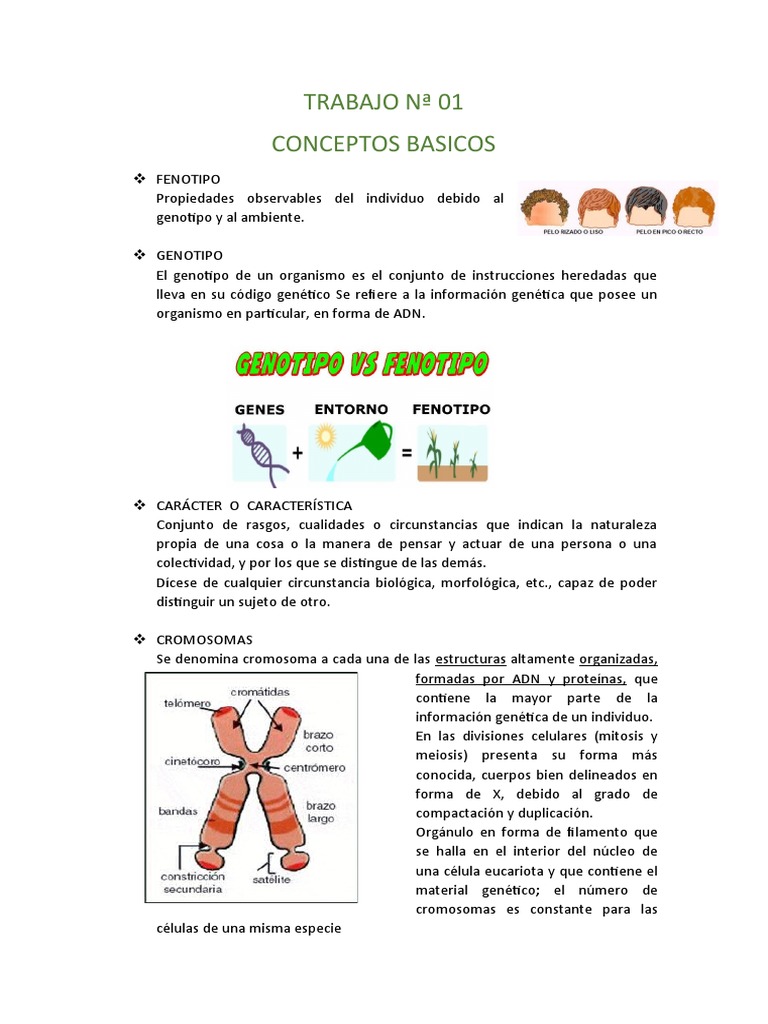 Conceptos Básicos de Genética | PDF | Gene | Adn