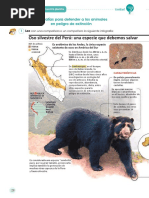 Guía Infografía Oso Formato | PDF | Infografia | Cognición